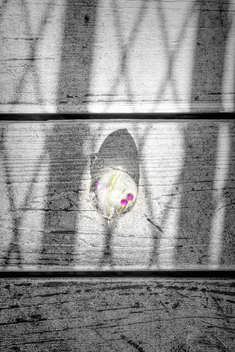 Ice, Ice, Baby - Purple Rosemary